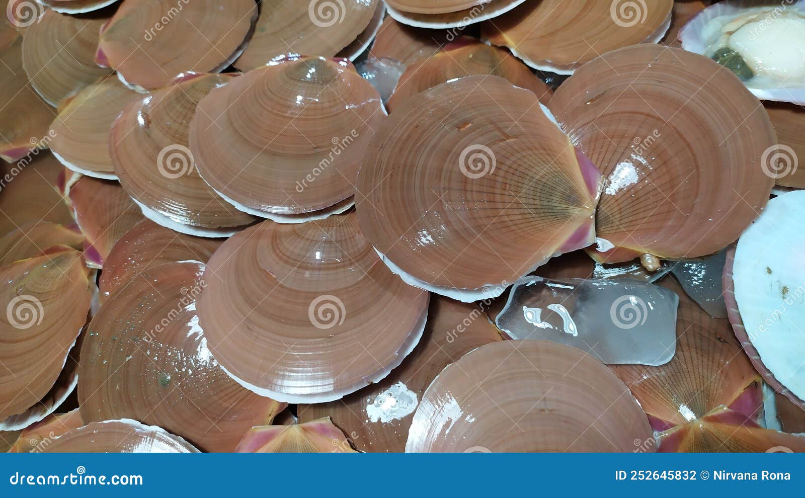 Moon Scallop Shells Sprinkled with Ice Cubes Ready To Be Processed ...