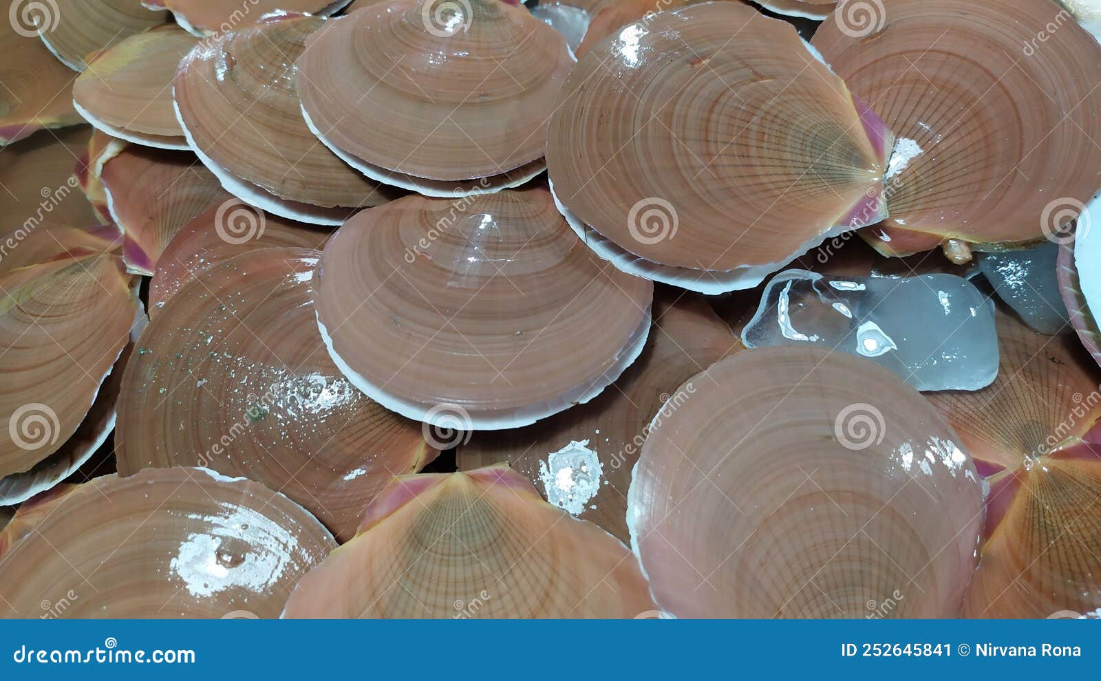 Moon Scallop Shells Sprinkled with Ice Cubes Ready To Be Processed ...