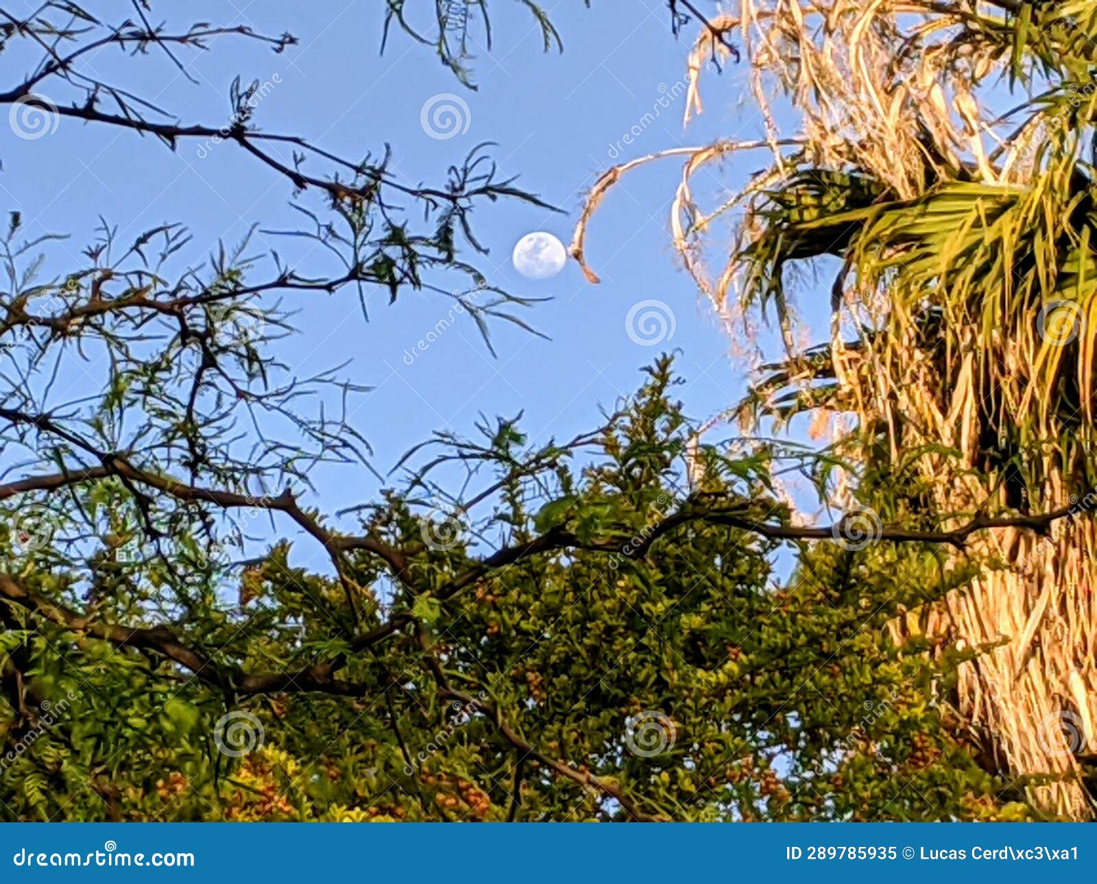 The Moon between the Vegetation and Foliage of Trees and Palms Stock ...
