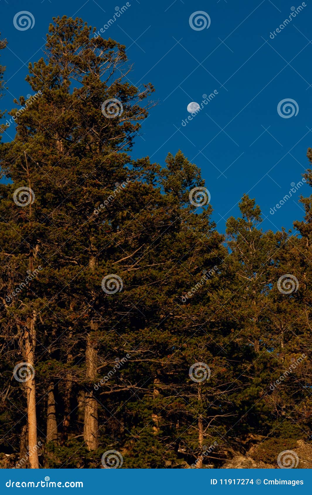Moon Setting in a Blue Sky stock photo. Image of bright - 11917274