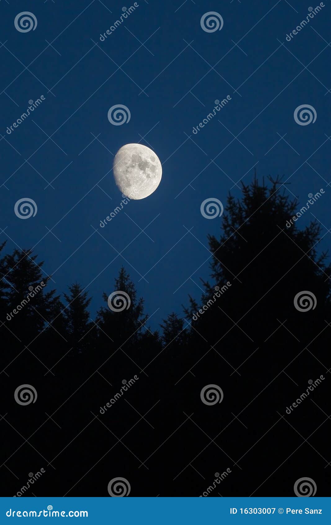 Moon Setting Over Green Spruces Stock Image - Image of moonset, dawn ...
