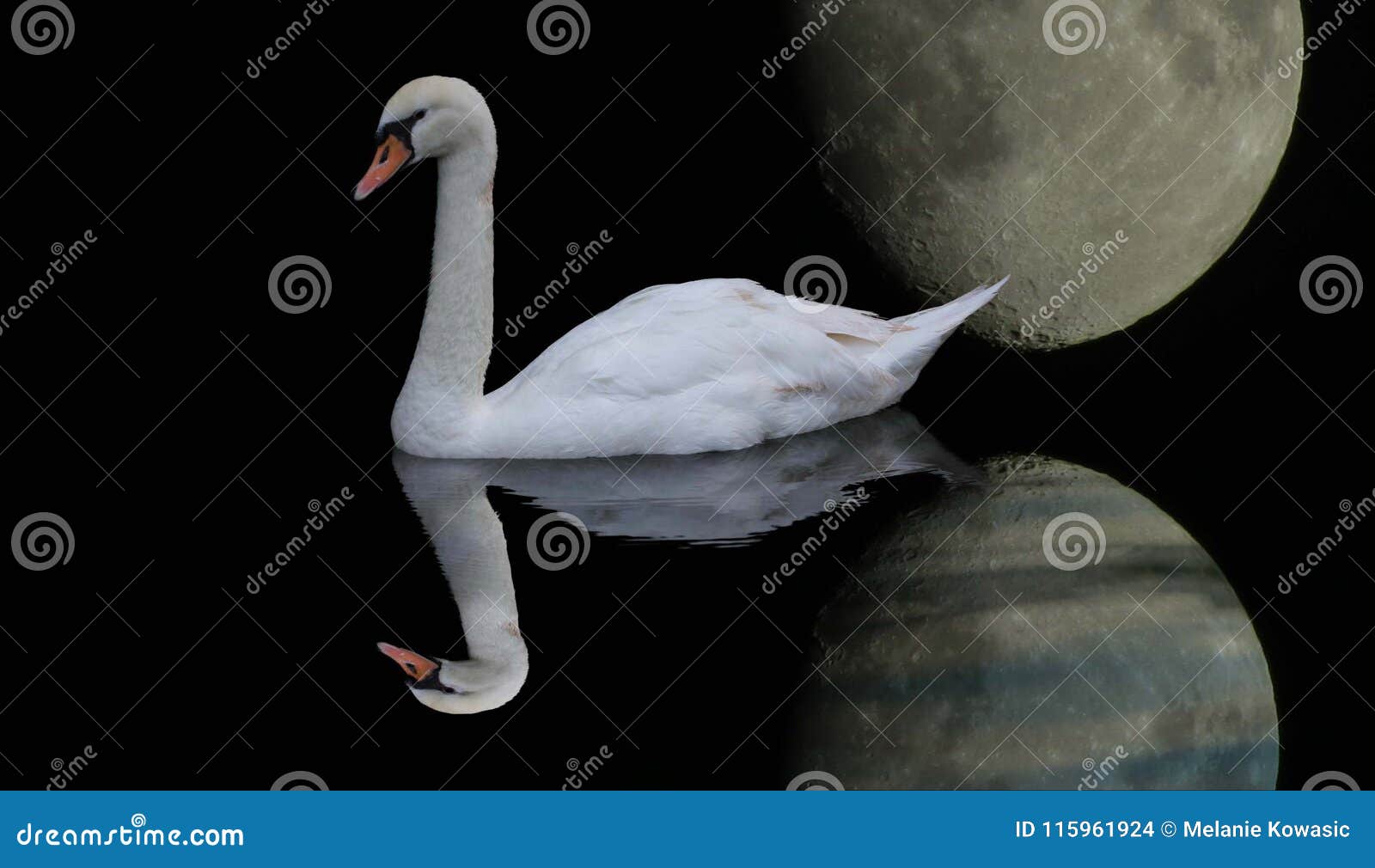 Moon Setting Over Swan Lake Stock Photo - Image of animal, moon: 115961924