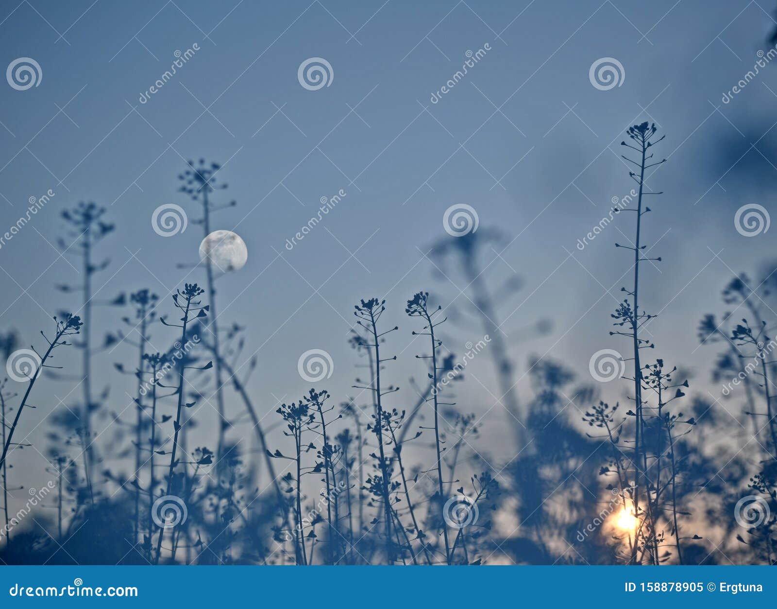 The Moon and the Setting Sun among the Grasses Stock Image - Image of ...