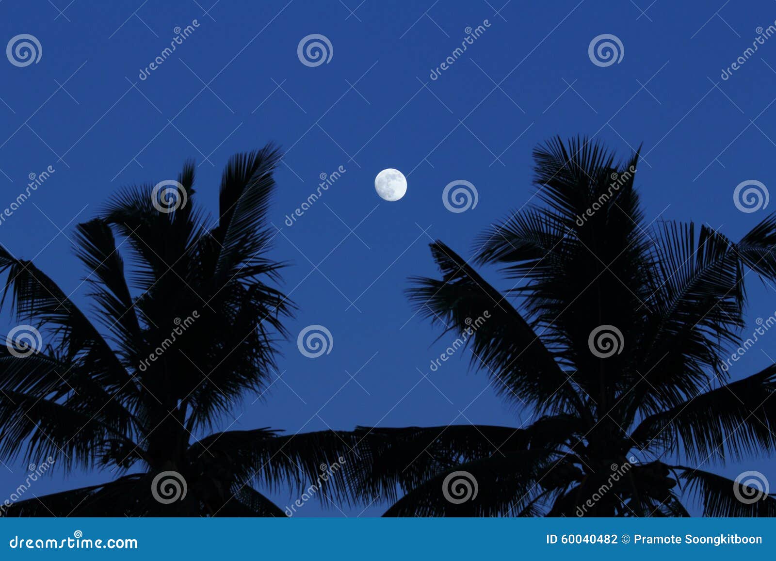 Shadow Of Coconut Tree Stock Image | CartoonDealer.com #43143019