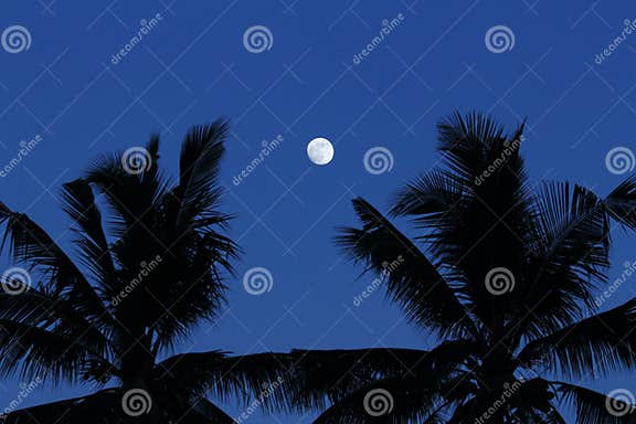 The Moon between Shadow of Coconut Tree Stock Photo - Image of blue ...