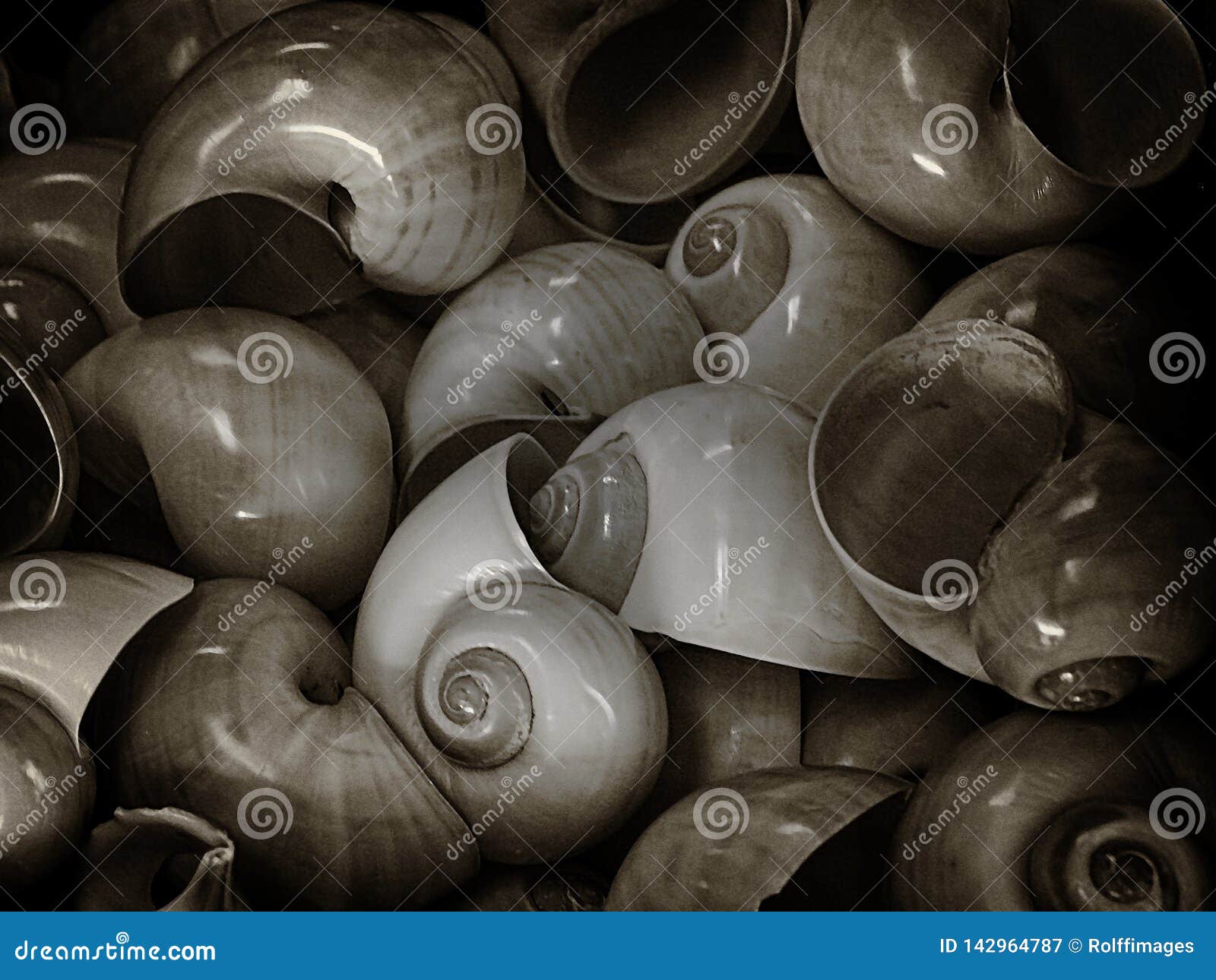 Moon shells stock illustration. Illustration of colorful - 142964787