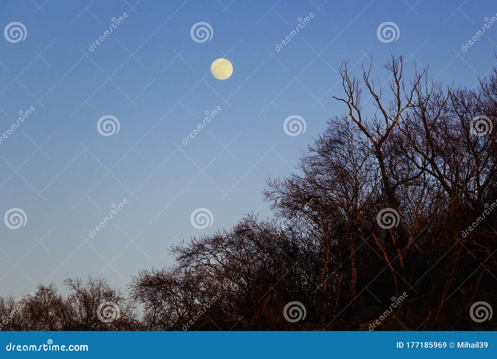 The Moon Shines through the Branches. Front Blur Focus Moon Stock Image ...
