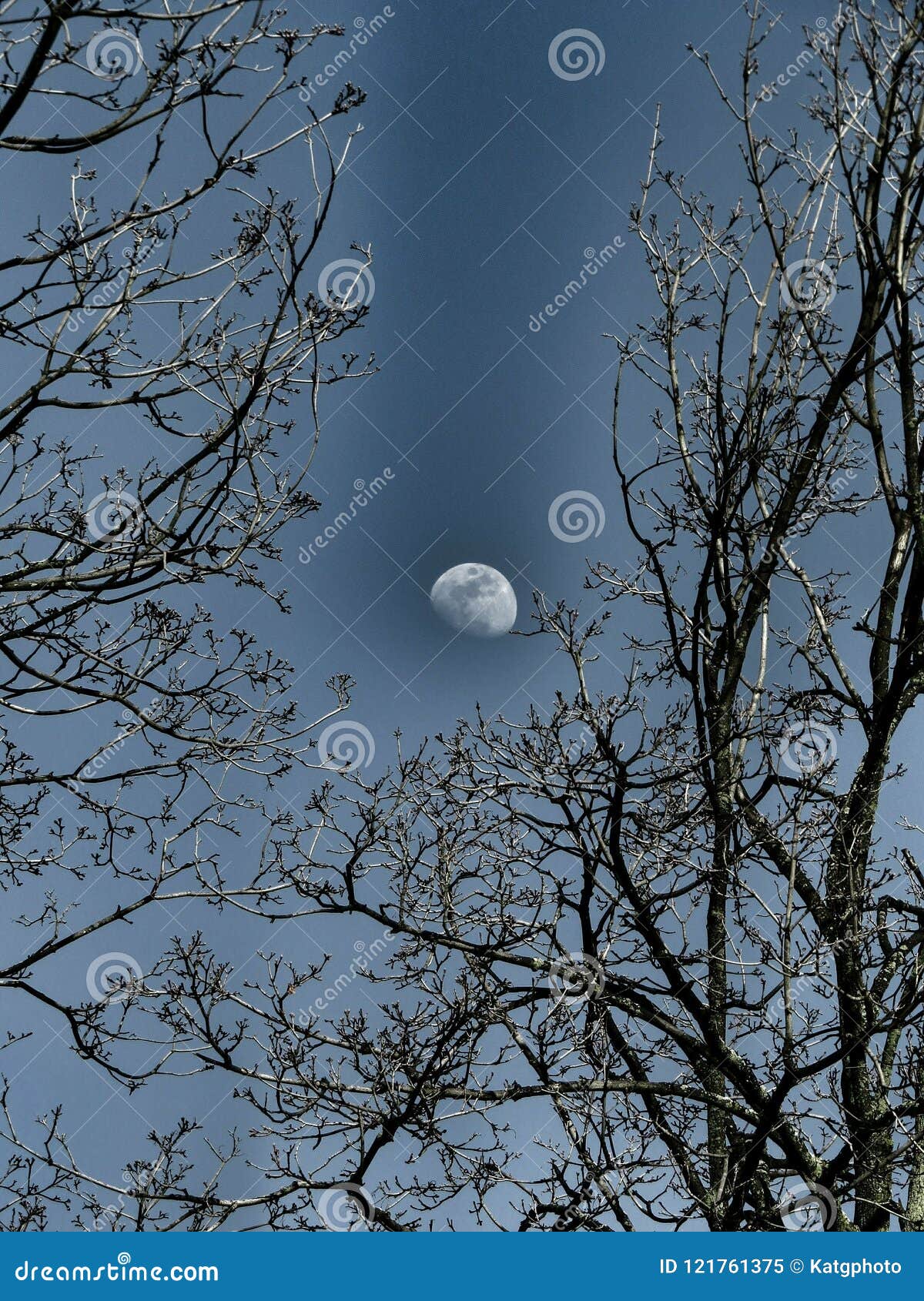 Moon between Tree Branches stock image. Image of skies - 121761375