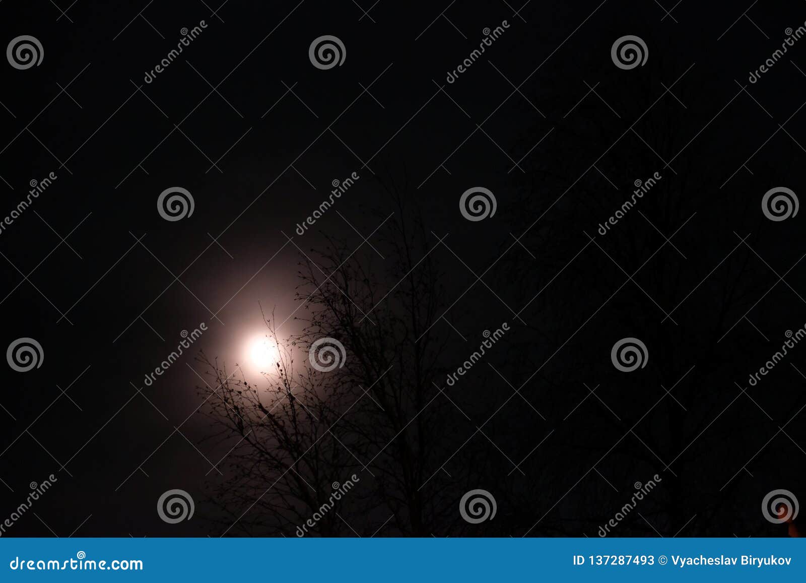 Moon between trees stock image. Image of weather, scene - 137287493