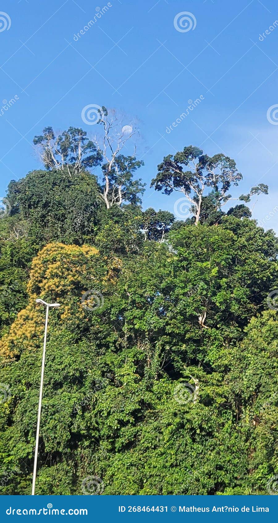 Moon in the Sky of Amazon Rainforest Stock Image - Image of woodland ...