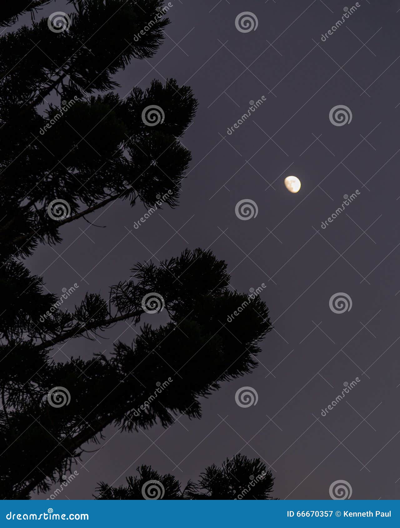 Moon in Sky with Tree on Side Stock Image - Image of clouds, sinister ...