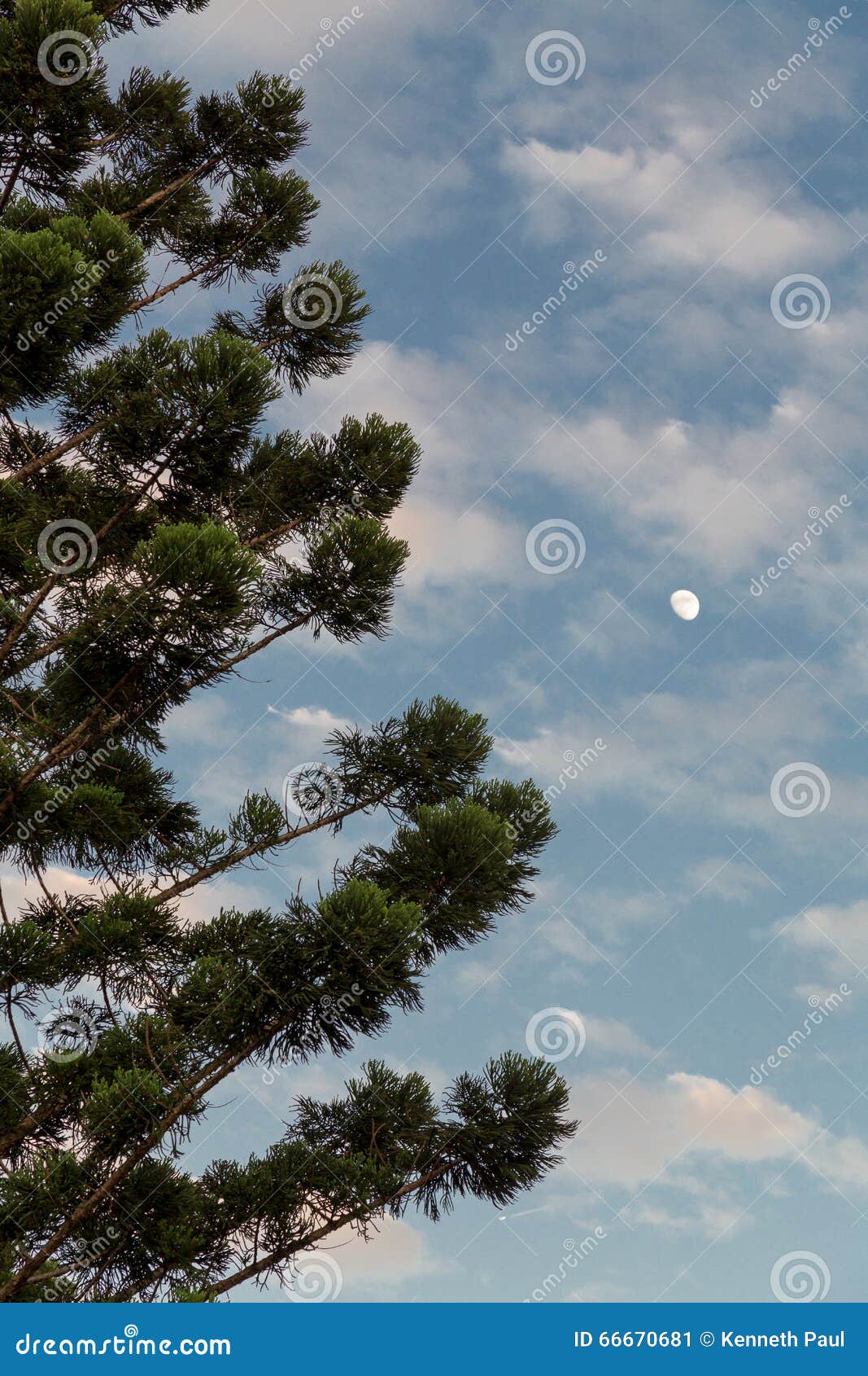 Moon in Sky with Tree on Side Stock Image - Image of silhouette, dusk ...