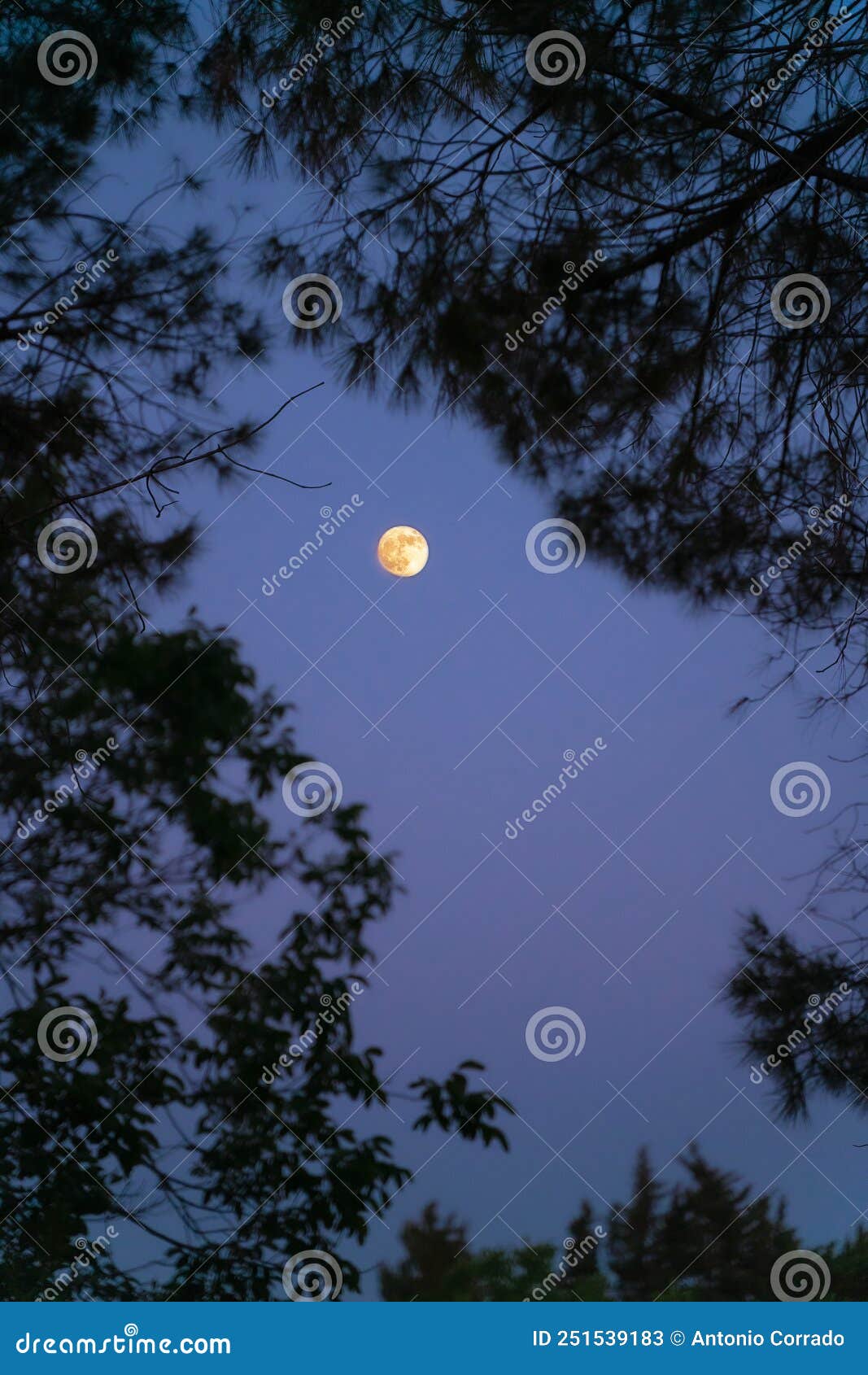 Moon in the Sky among Trees Stock Image - Image of trees, fullmoon ...