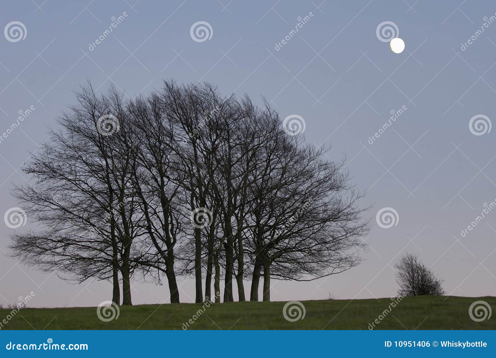 Moon and Small Group of Trees after Sunset Stock Photo - Image of ...