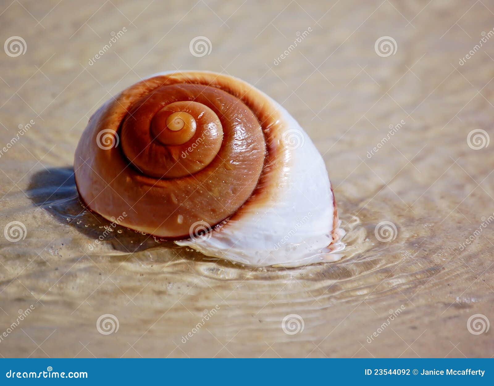 Moon Snail on beach stock photo. Image of beachcomber - 23544092