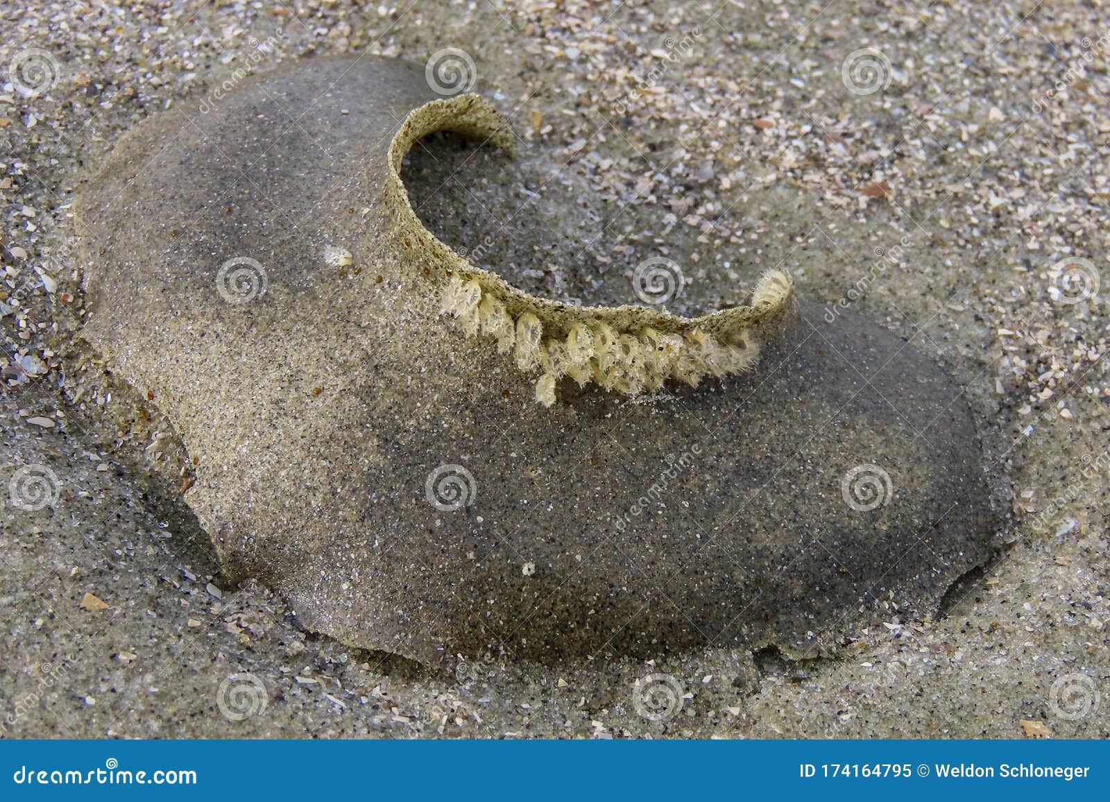 Moon Snail Collar with Eggs Stock Image - Image of collar, shore: 174164795