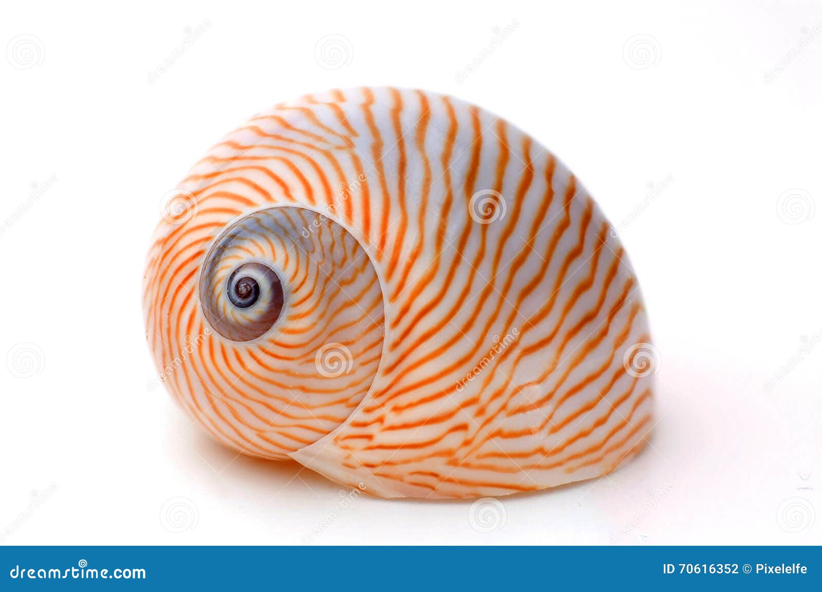 Moon Snail Shells II Stock Photography | CartoonDealer.com #29060300