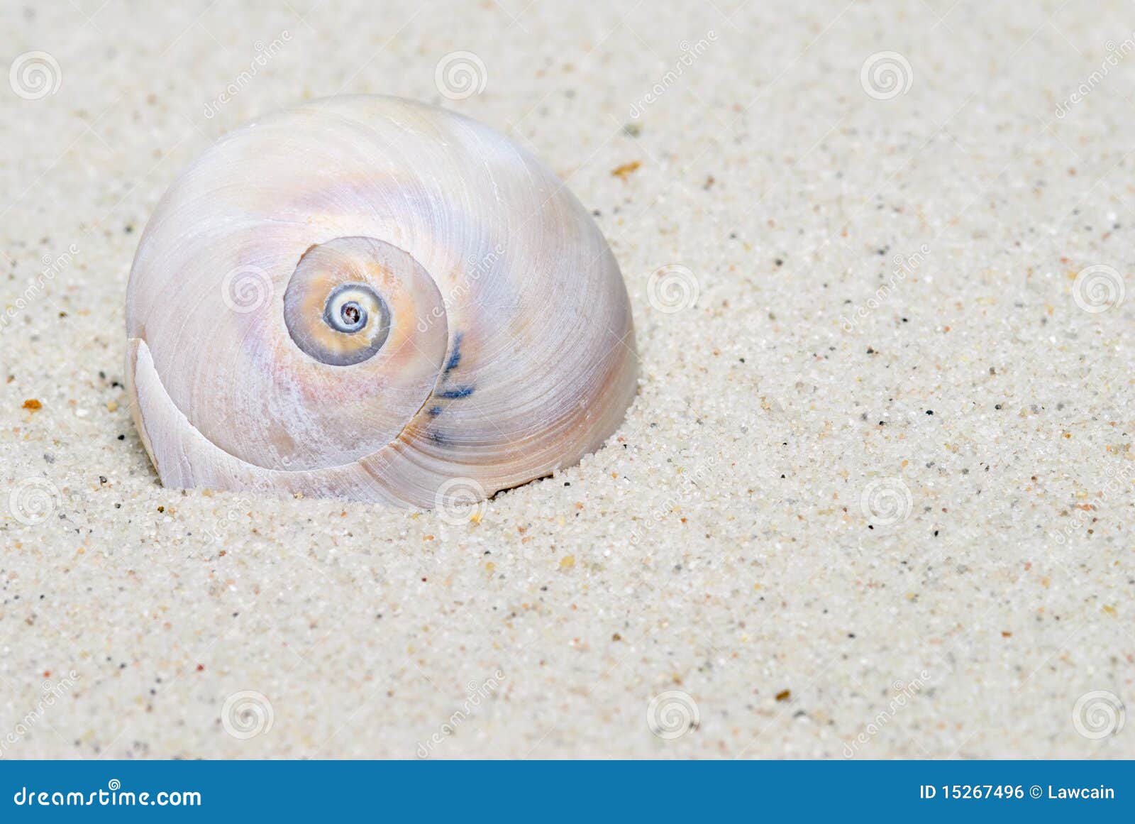 Moon Snail Portrait stock photo. Image of biology, granules - 15267496