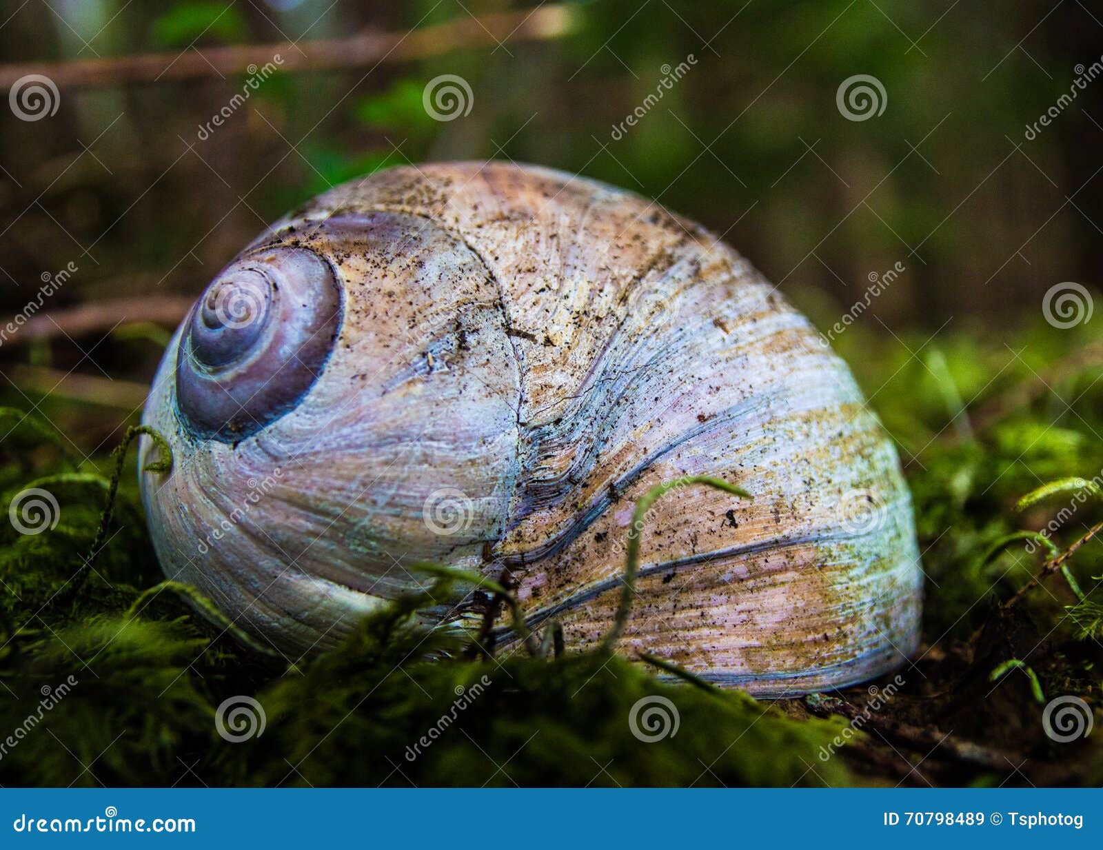 Moon snail shell. stock image. Image of gwaii, naticidae - 70798489