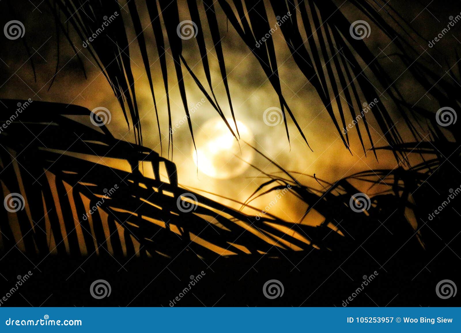 Moon and palm trees stock image. Image of midnight, moon - 105253957