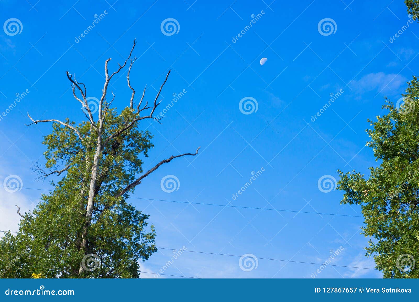 The Moon and Tops of Trees, One of Them Withered. Forest in the Stock ...