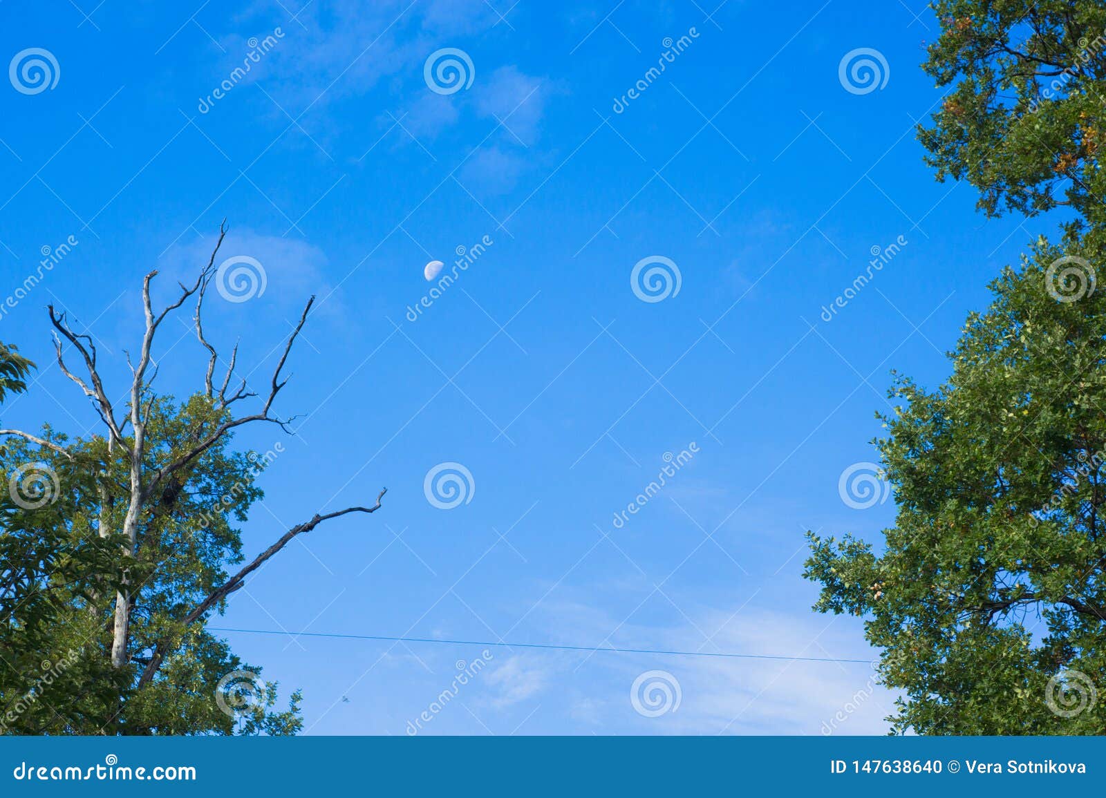 The Moon and Tops of Trees, One of Them Withered. Forest in the Russian ...