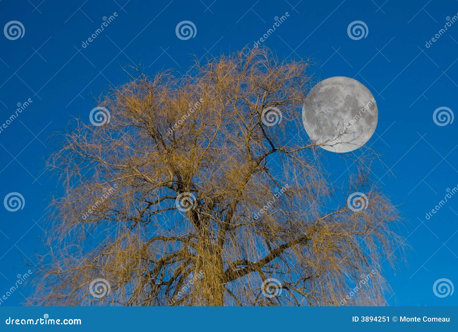 Moon Tree stock image. Image of willow, nature, tree, scary - 3894251