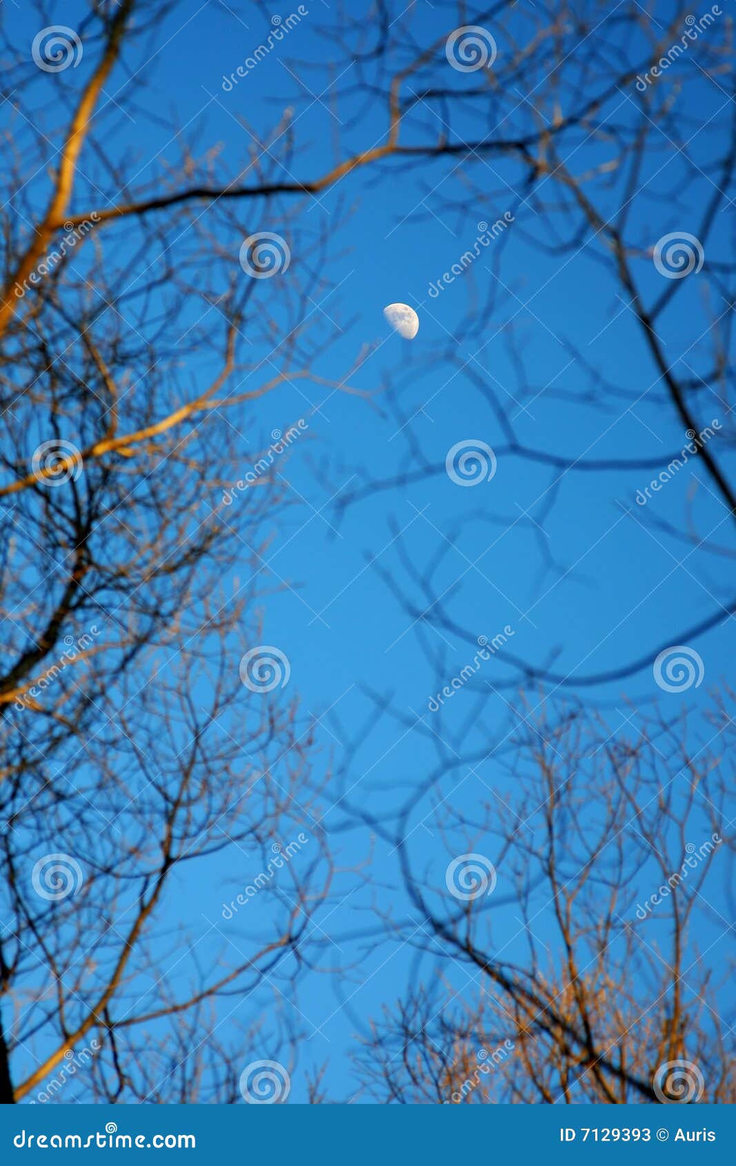 Moon among of tree stock image. Image of branch, sunset - 7129393