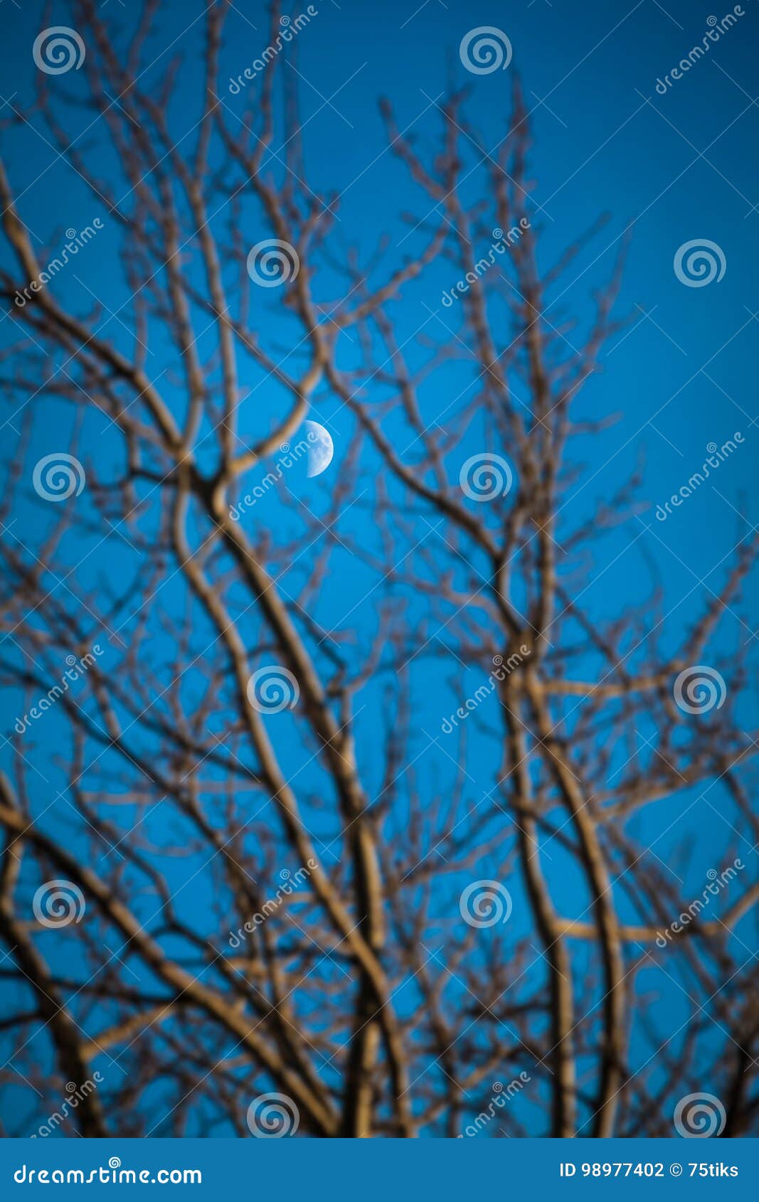 Moon and Tree stock photo. Image of nature, light, shine - 98977402