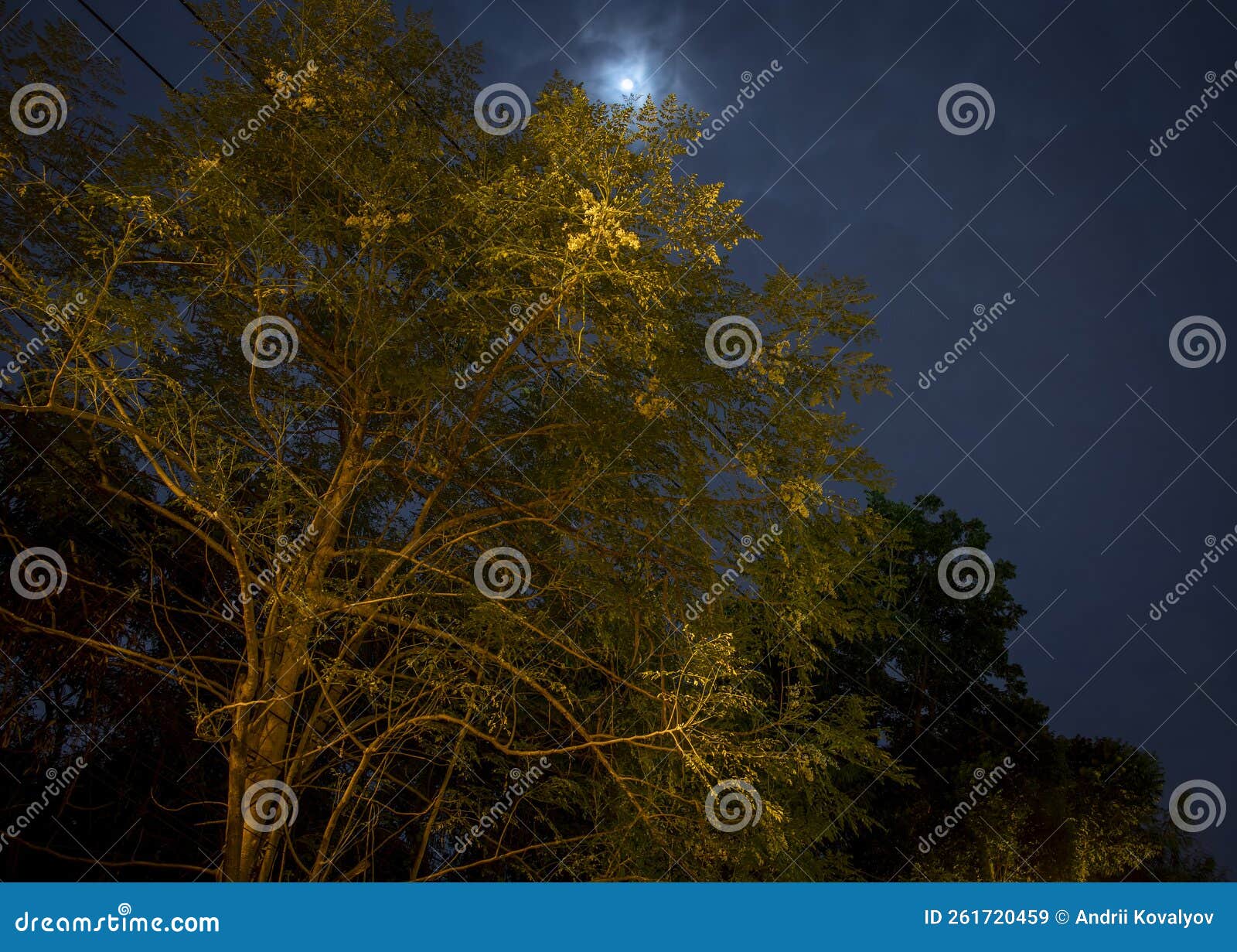 Moon and tree at night stock image. Image of yellow - 261720459