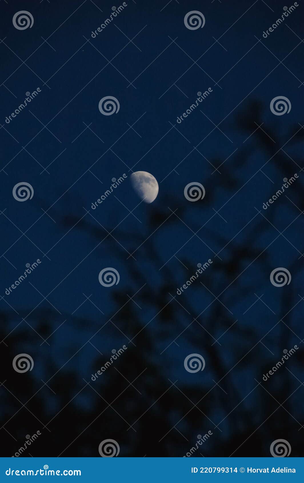 Moon between the trees stock photo. Image of night, midnight - 220799314