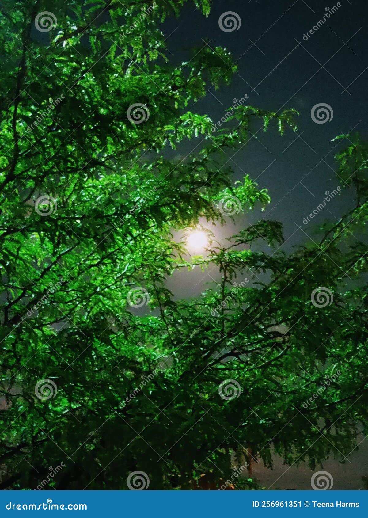 Moon and trees stock image. Image of nature, jungle - 256961351