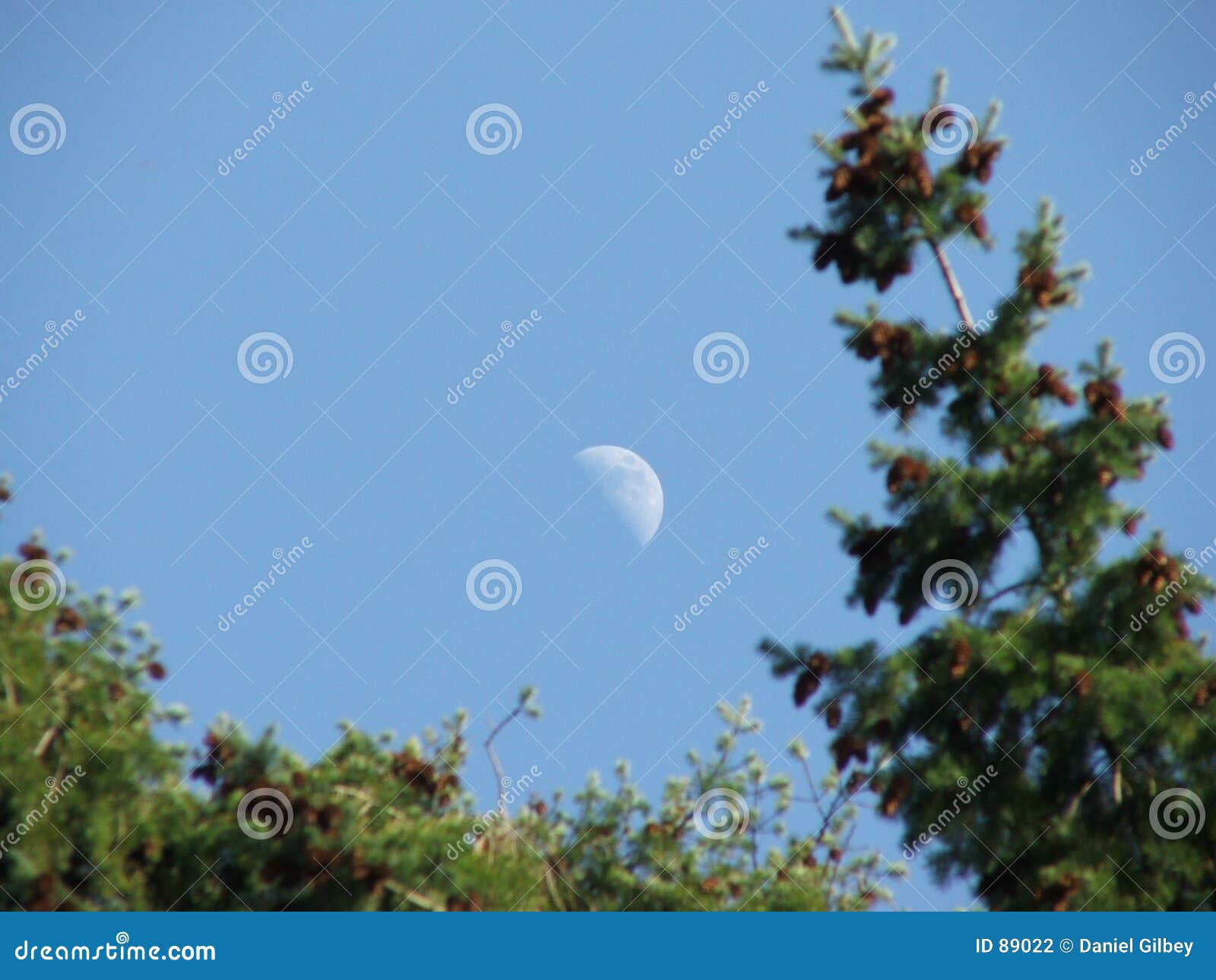 Moon Between Trees Picture. Image: 89022