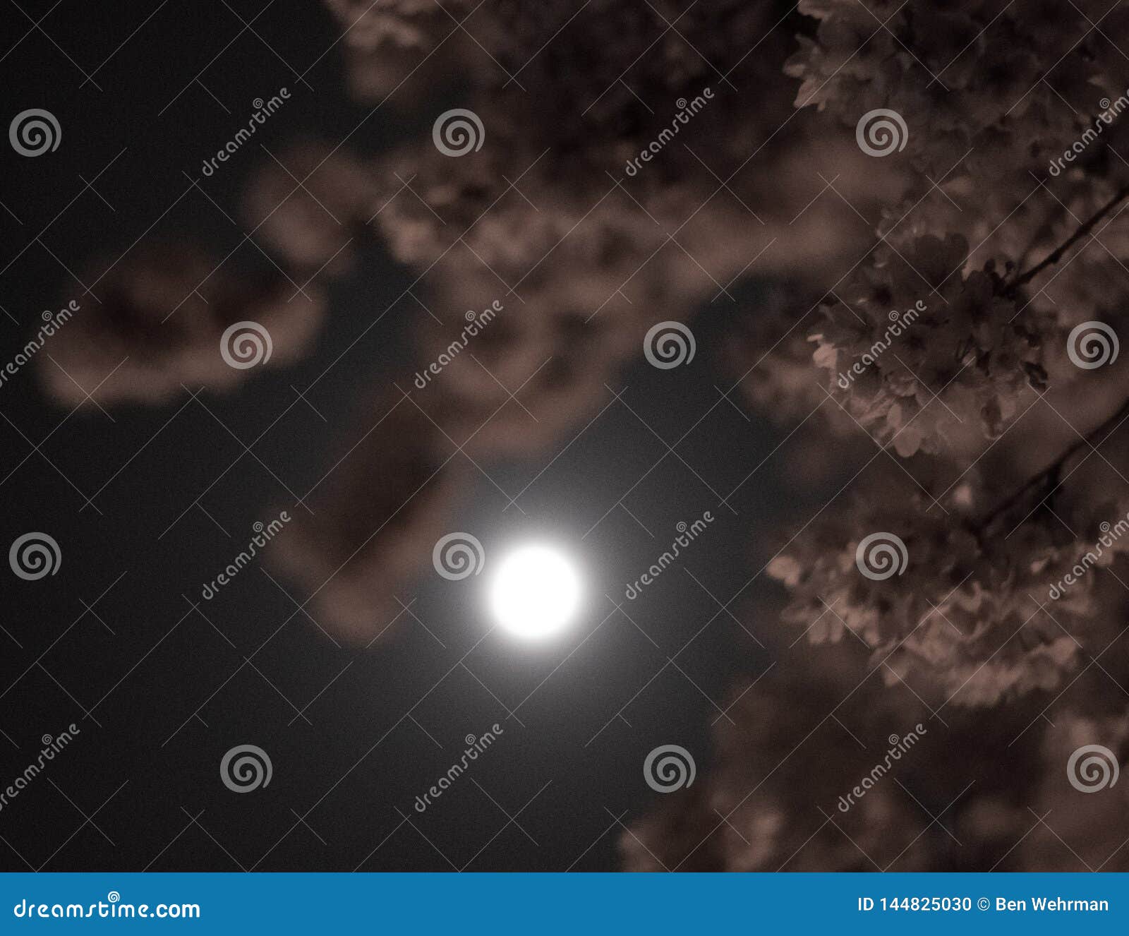 Moon through the Trees stock photo. Image of night, white - 144825030