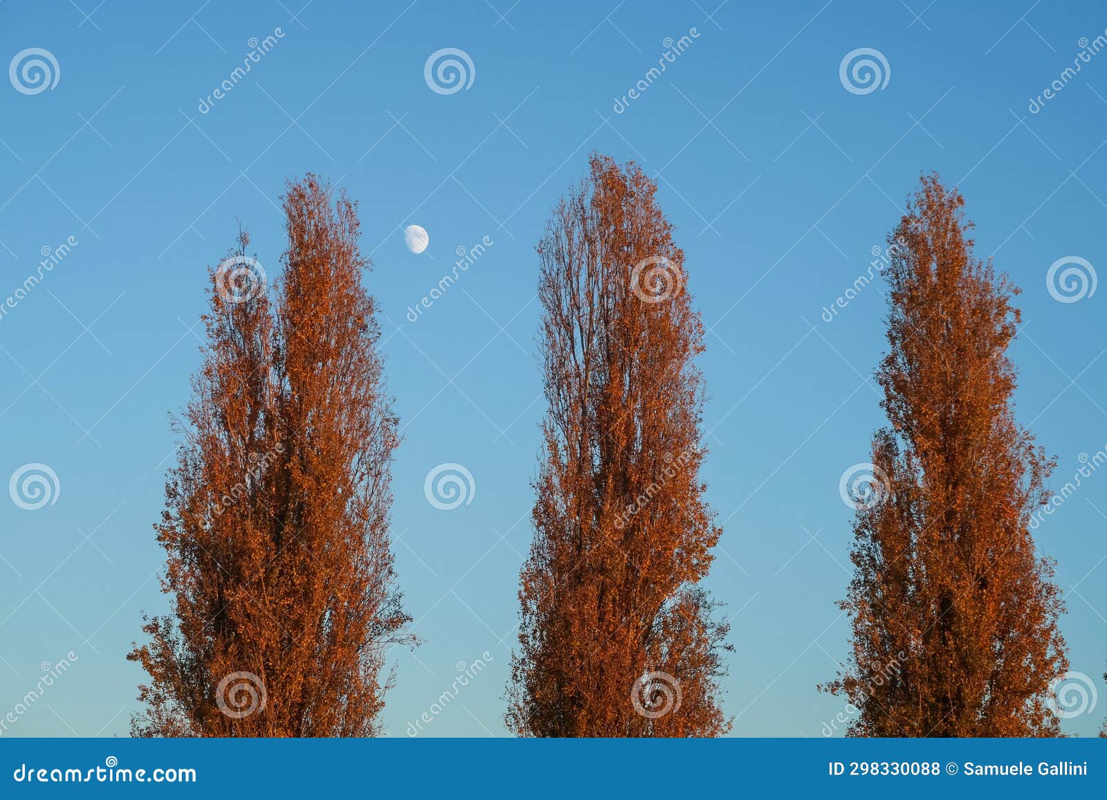 Moon among the Trees Blue Sky Day Illuminated Full Stock Photo - Image ...