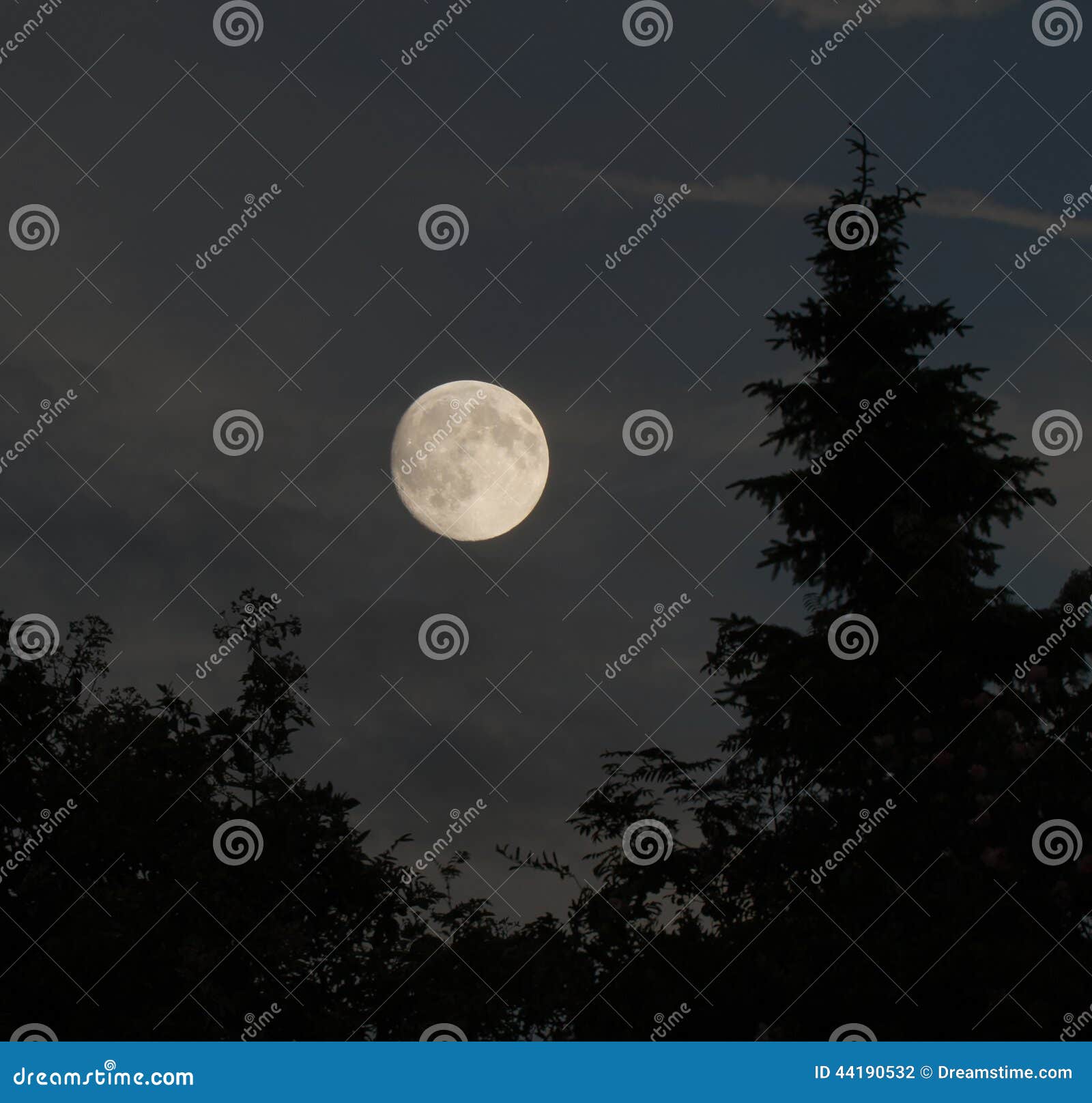 Moon in trees stock photo. Image of features, dark, trees - 44190532