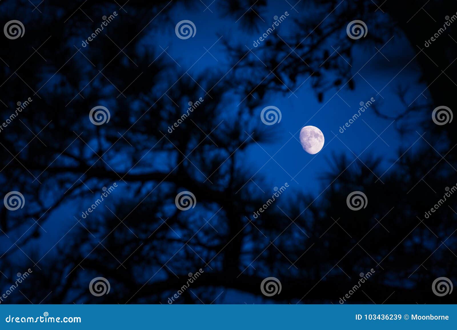 Moon through the trees stock image. Image of natural - 103436239