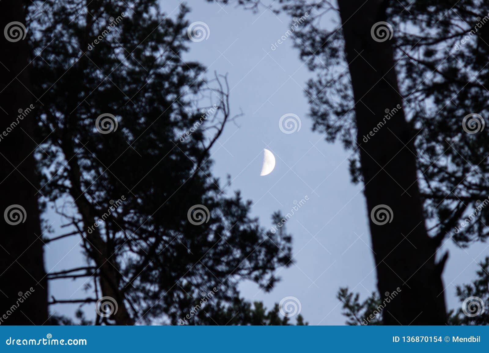 Moon through the trees stock photo. Image of night, nature - 136870154