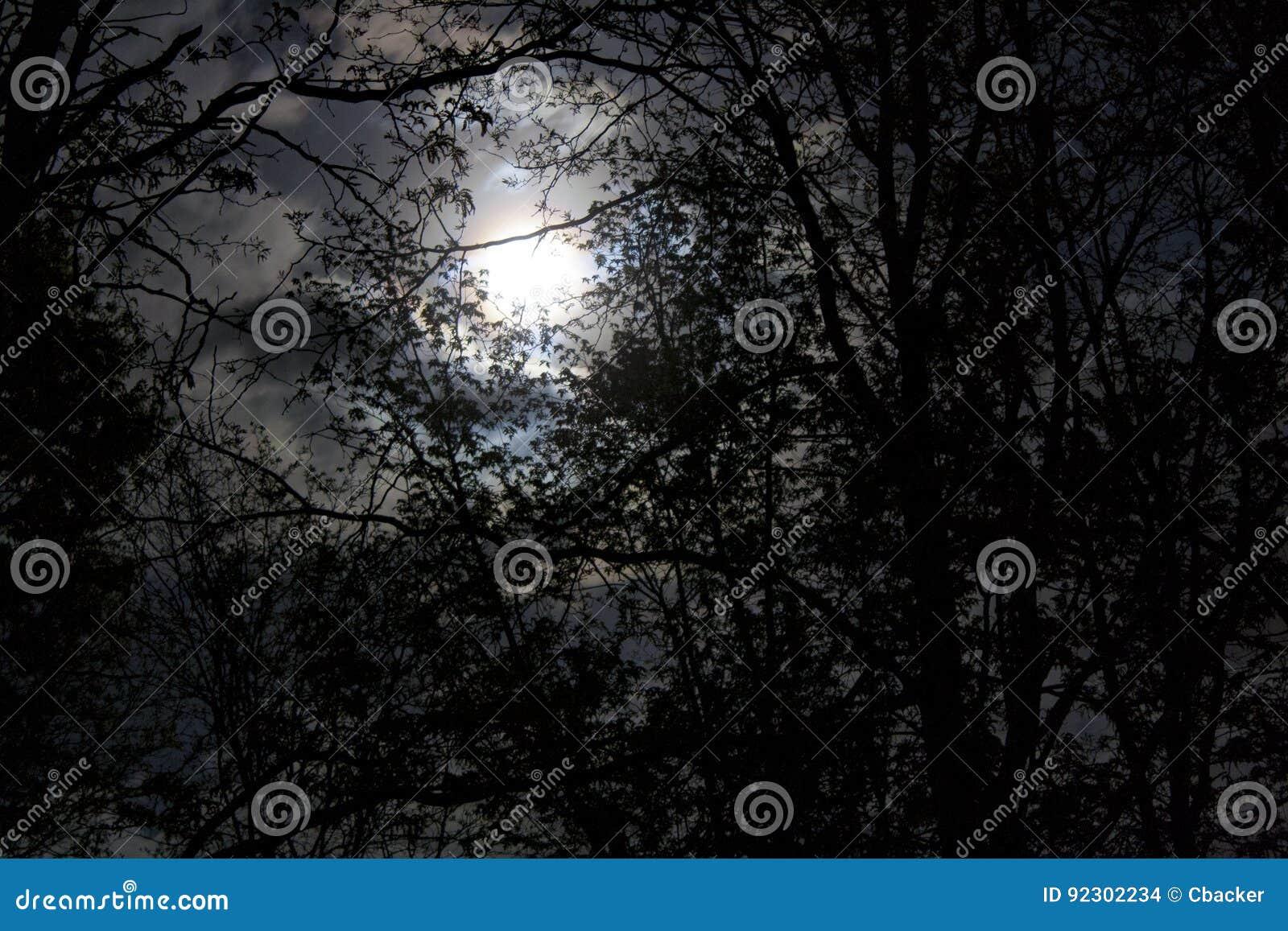 Moon through the Trees stock photo. Image of cloudy, moon - 92302234
