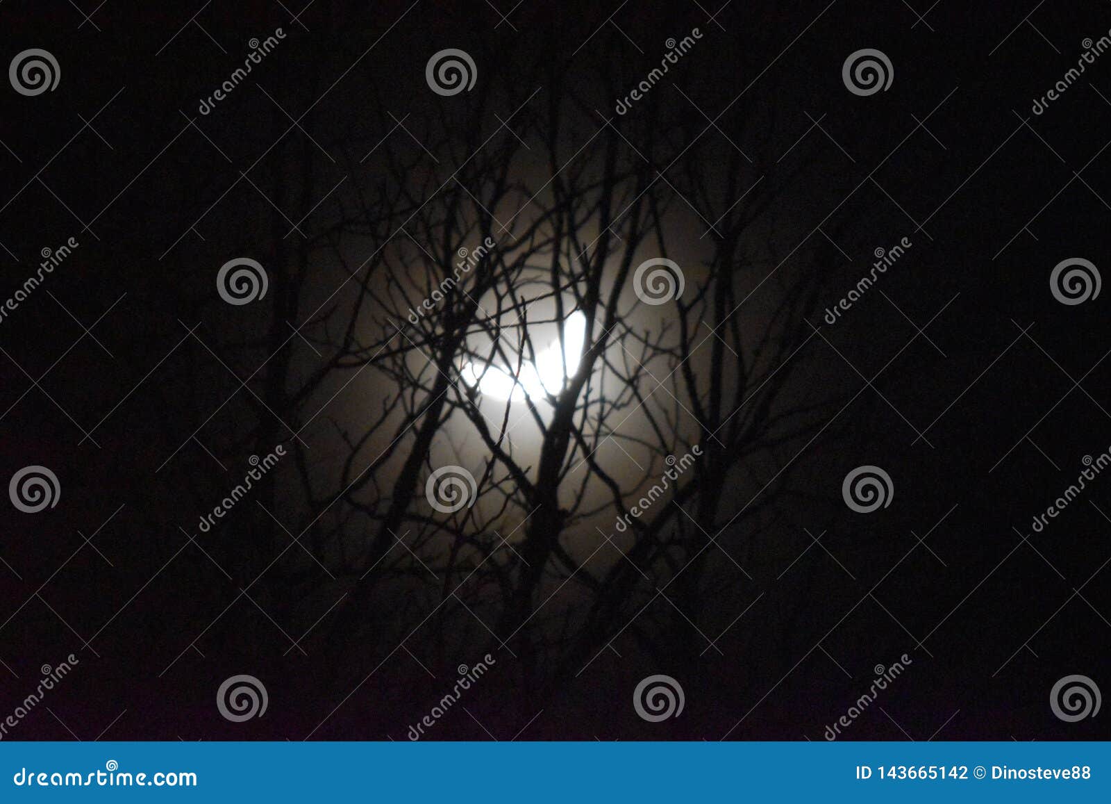 Moon through the trees stock photo. Image of shining - 143665142