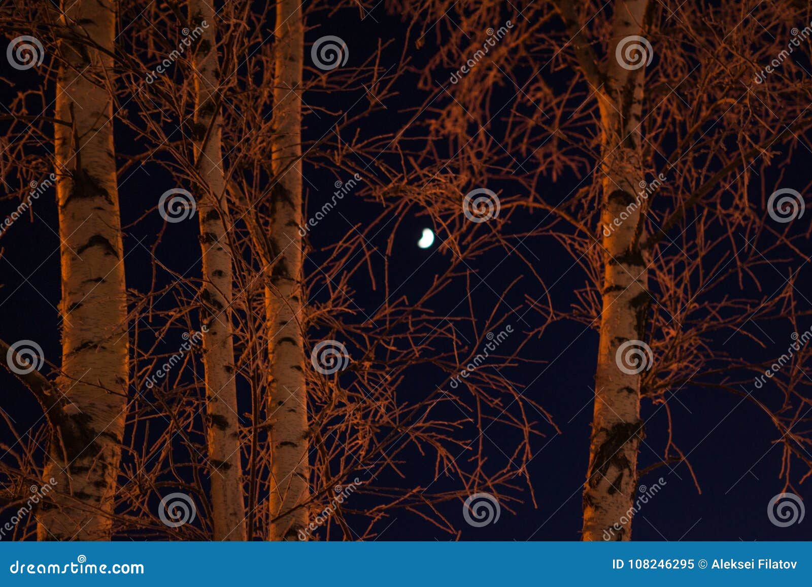 Moon between trees stock image. Image of beautiful, branches - 108246295