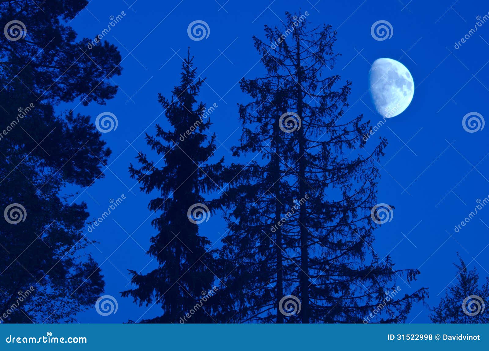 Moon in the trees stock photo. Image of astronomie, moon - 31522998