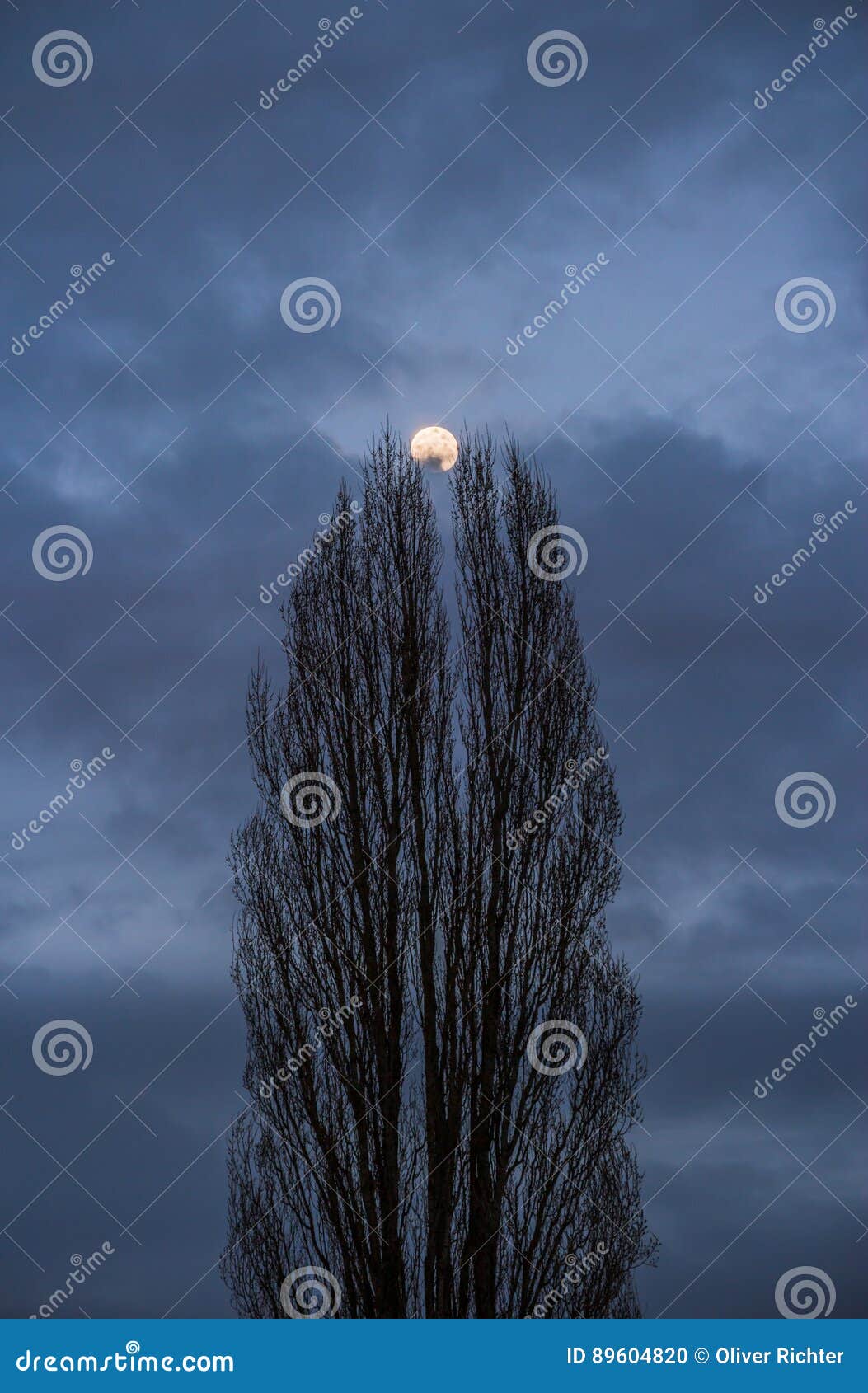 Moon between Trees stock photo. Image of night, trees - 89604820