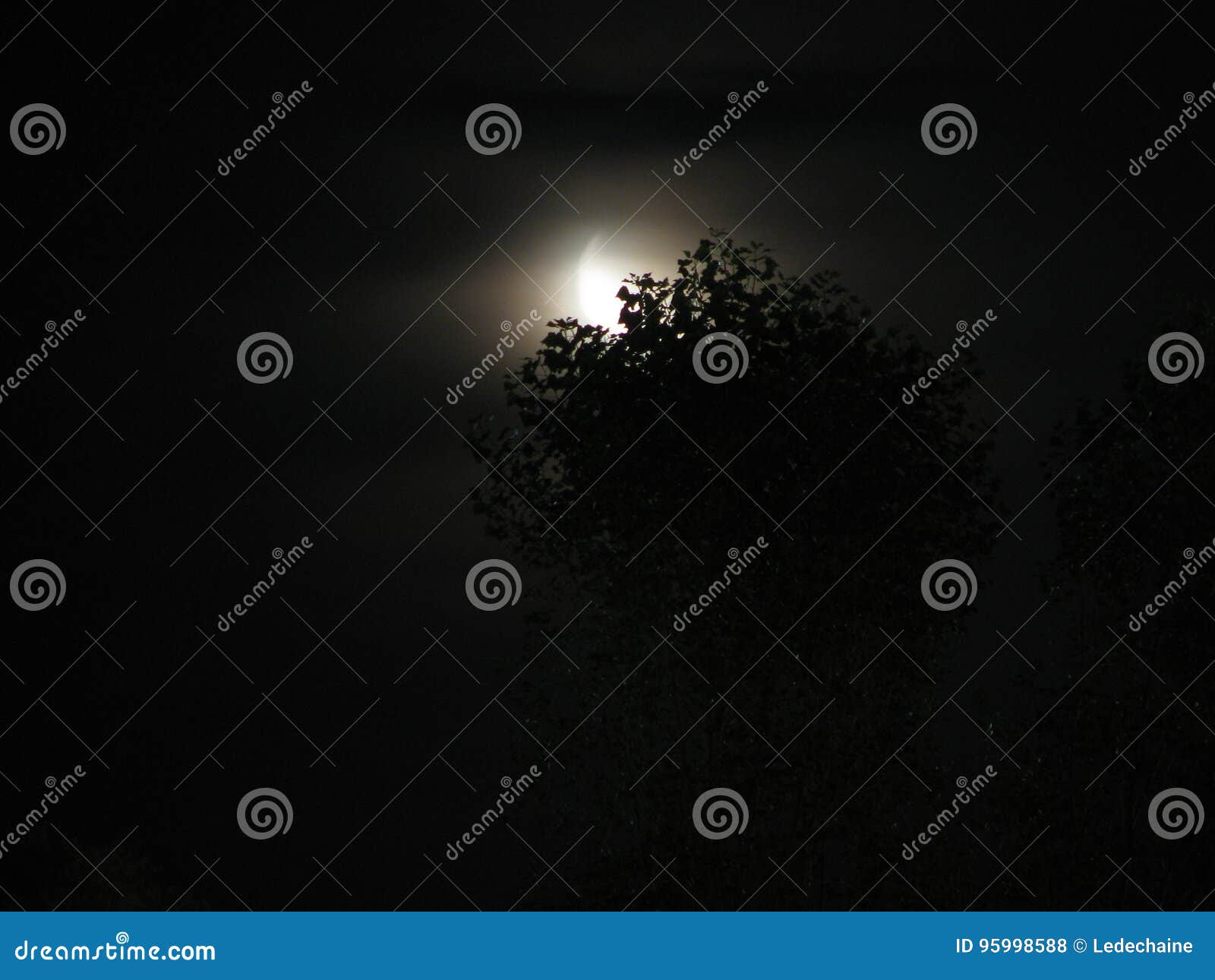 Moon under a tree. stock photo. Image of foliage, black - 95998588