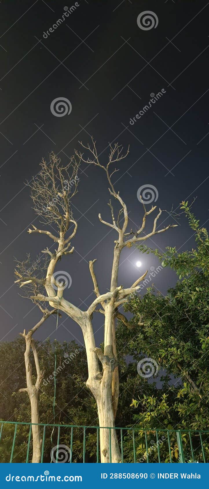 Moon View with Dry Tree, Night View Stock Photo - Image of view, moon ...