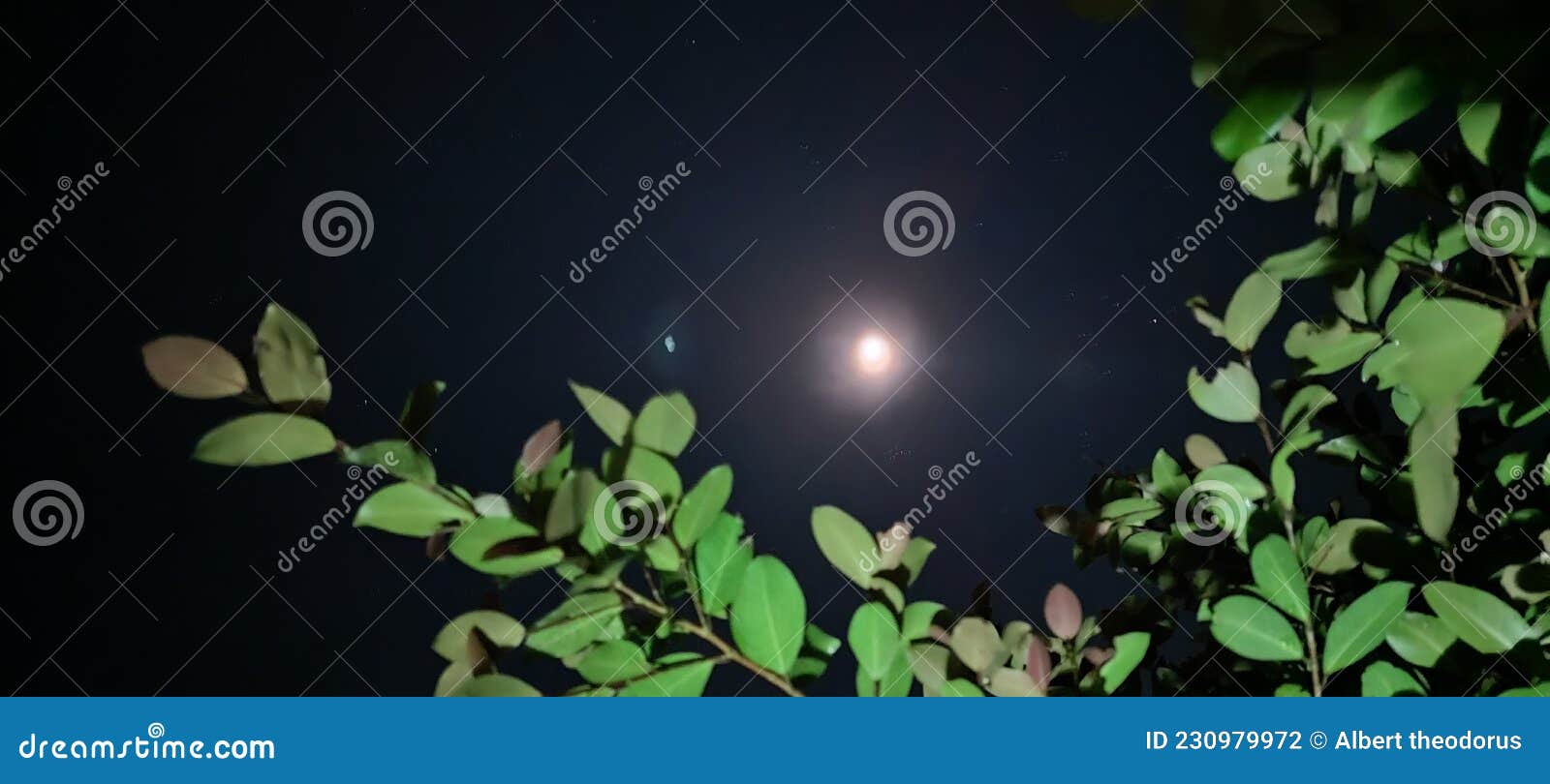 Moon view in the night stock photo. Image of leaf, yellow - 230979972