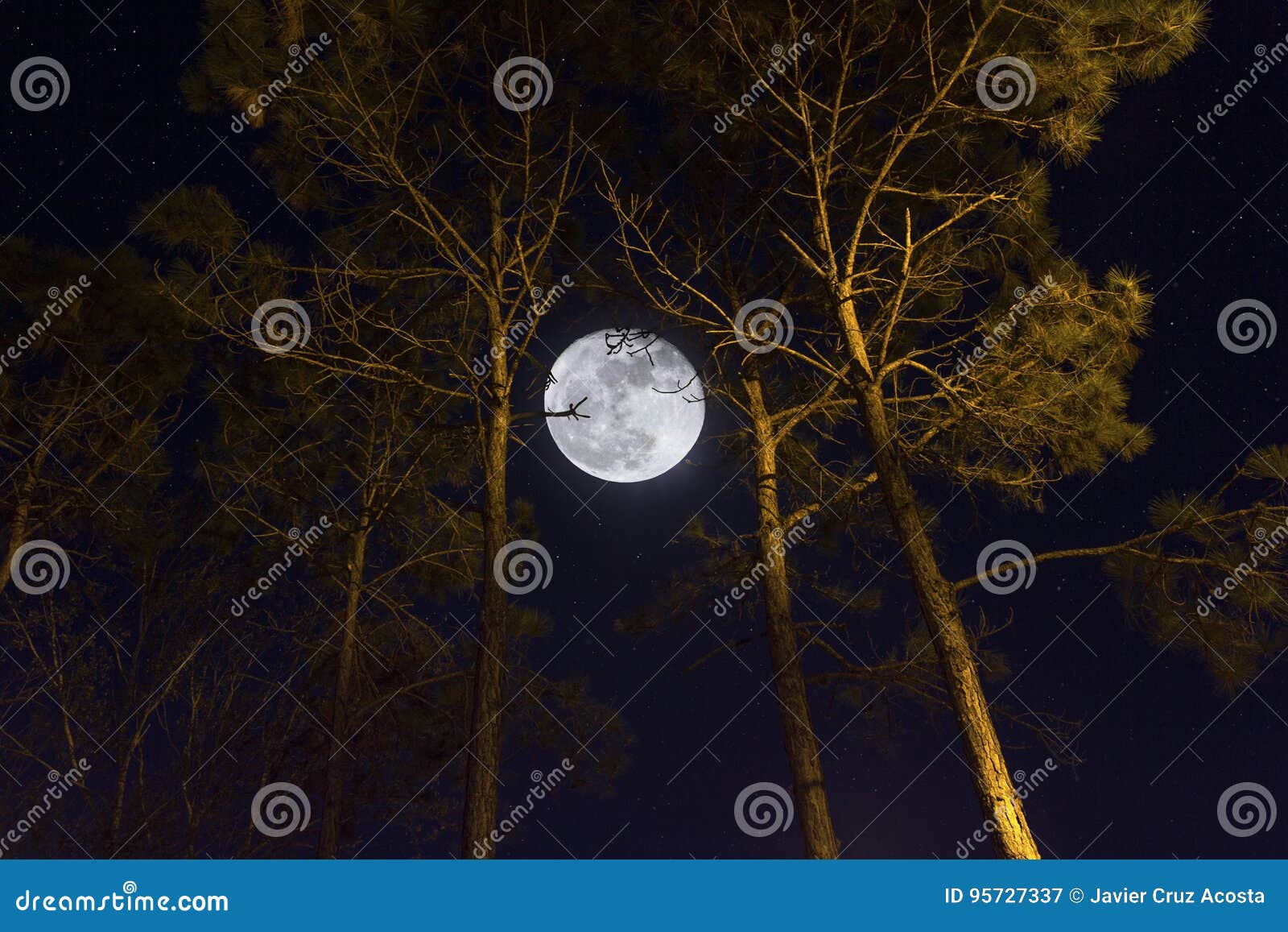 Moon View between the Trees Stock Image - Image of stars, astrology ...