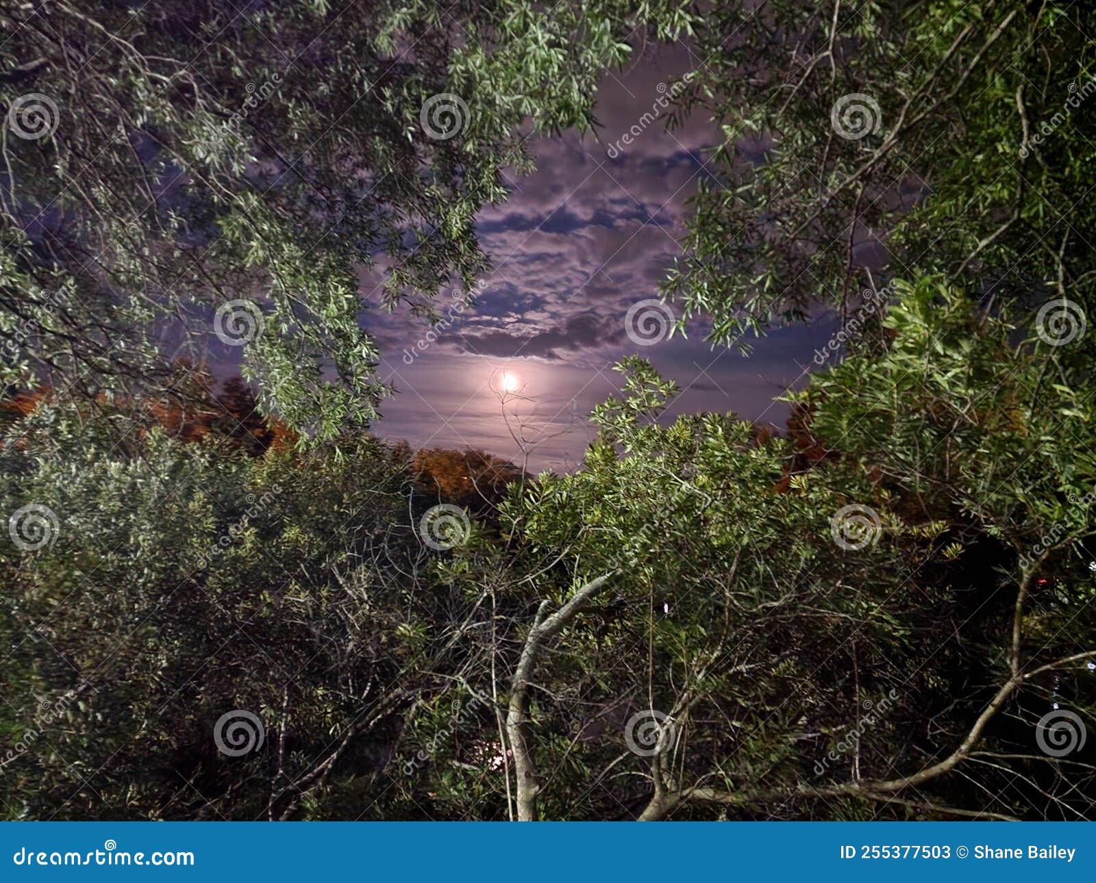 Moon Virginia Beach, VA stock image. Image of flower - 255377503