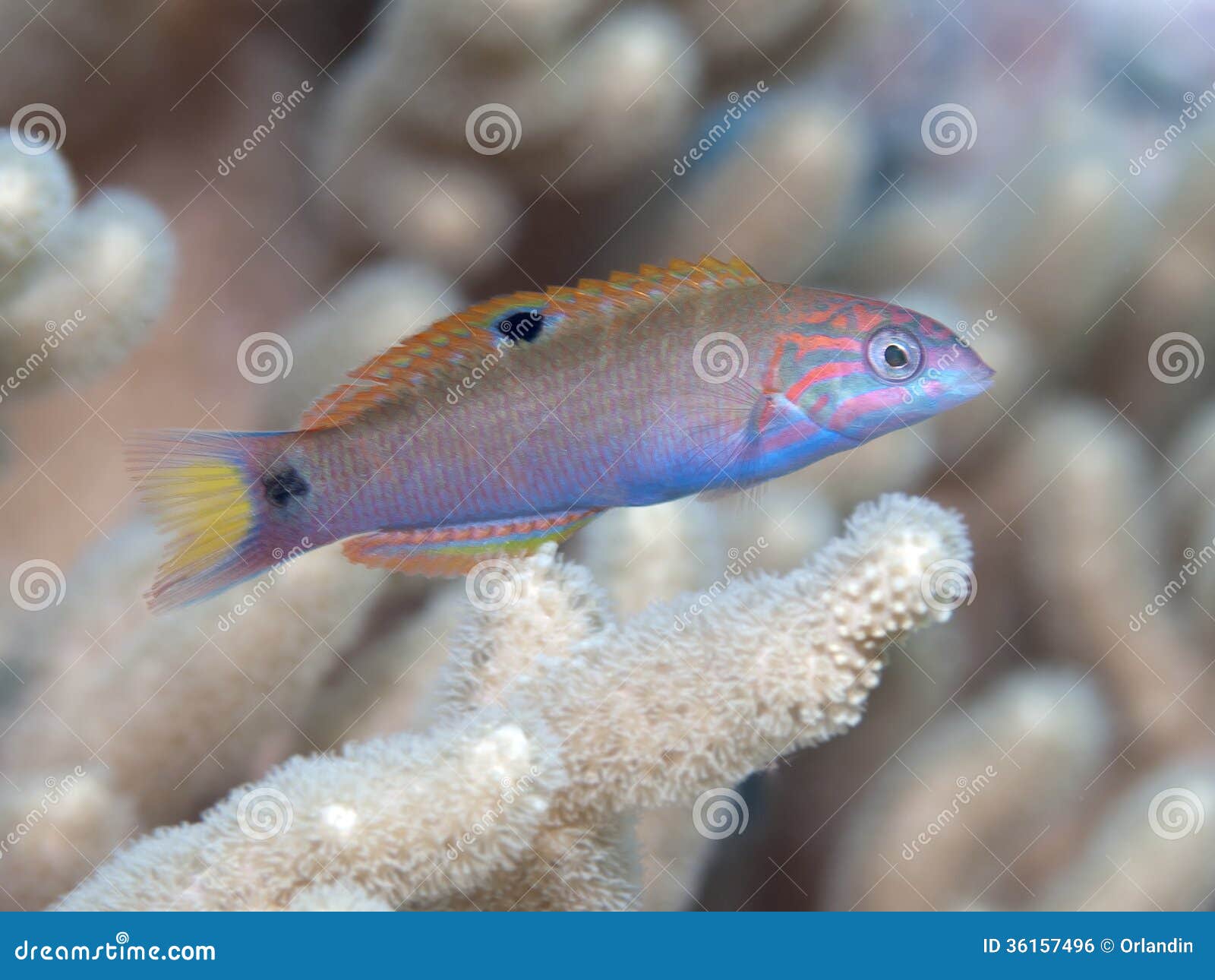 Moon wrasse stock photo. Image of bright, balikasag, diving - 36157496