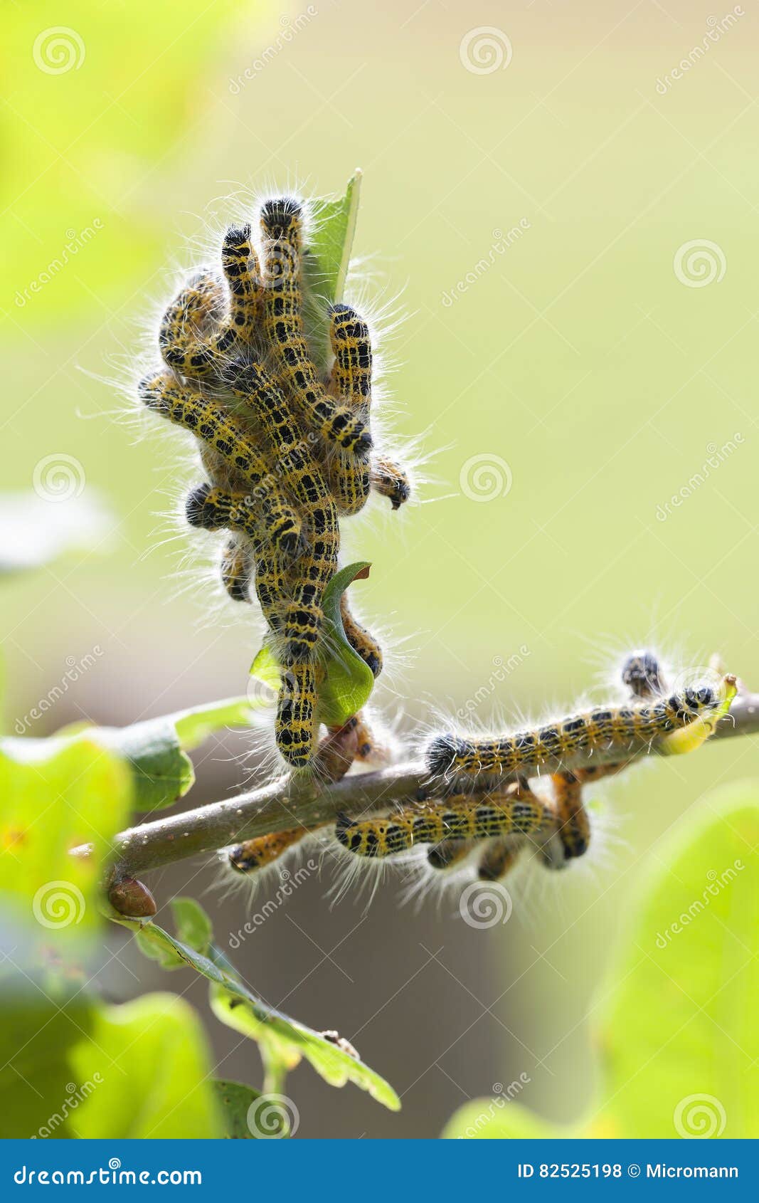 Moonbird - Phalera Bucephala - Caterpillar Stock Photo - Image of buff ...
